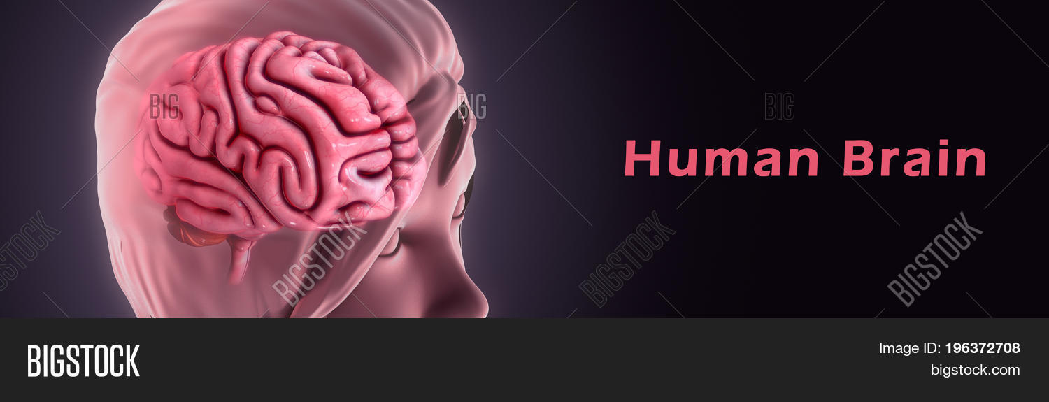 Brain One Largest Most Image & Photo (Free Trial) | Bigstock