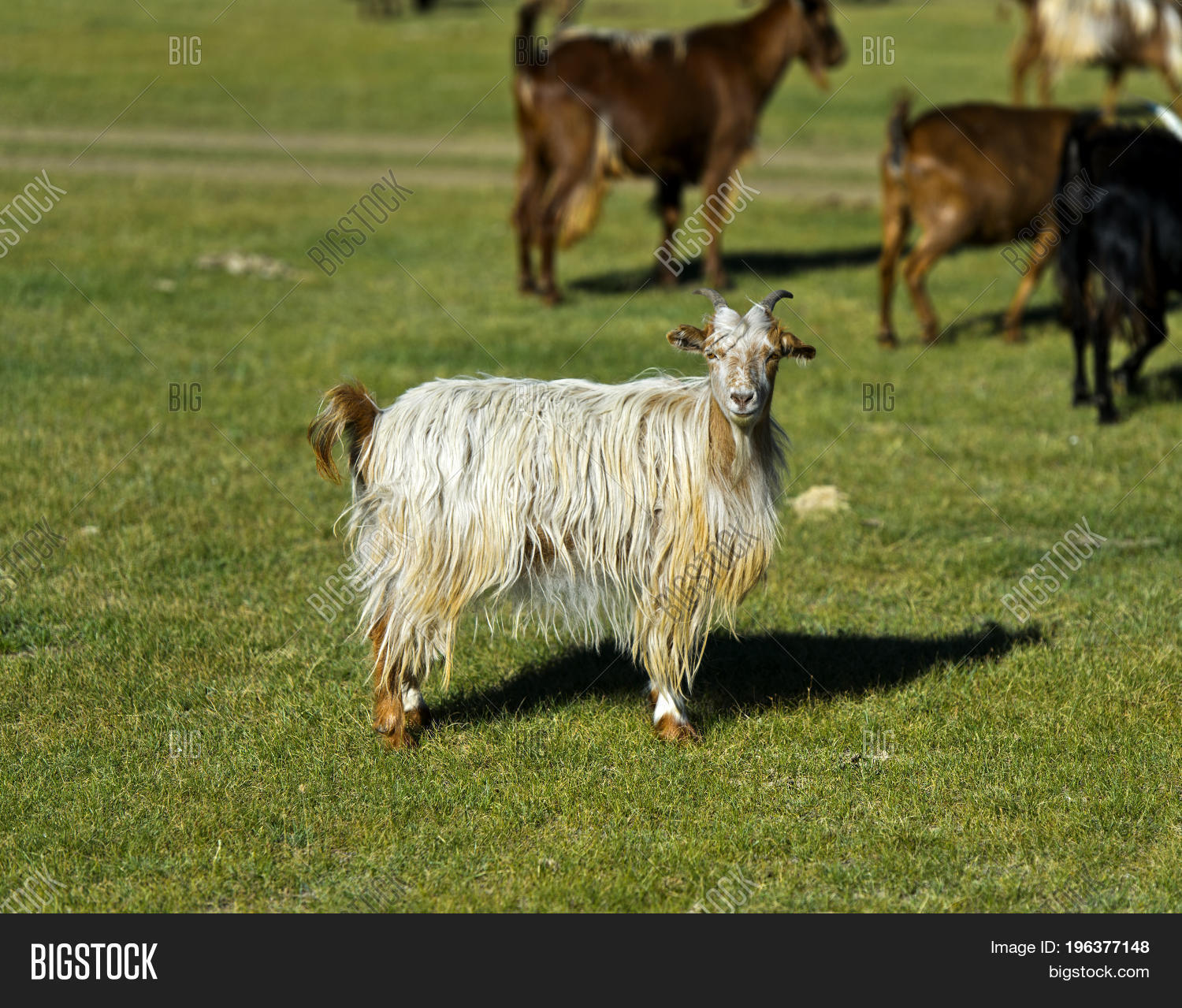 Cashmere Goat Orkhon Image & Photo (Free Trial) | Bigstock