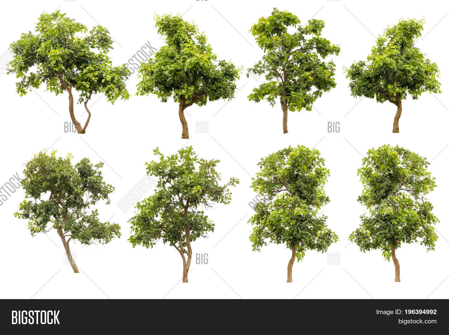 Collection Green Tree Image & Photo (Free Trial) | Bigstock
