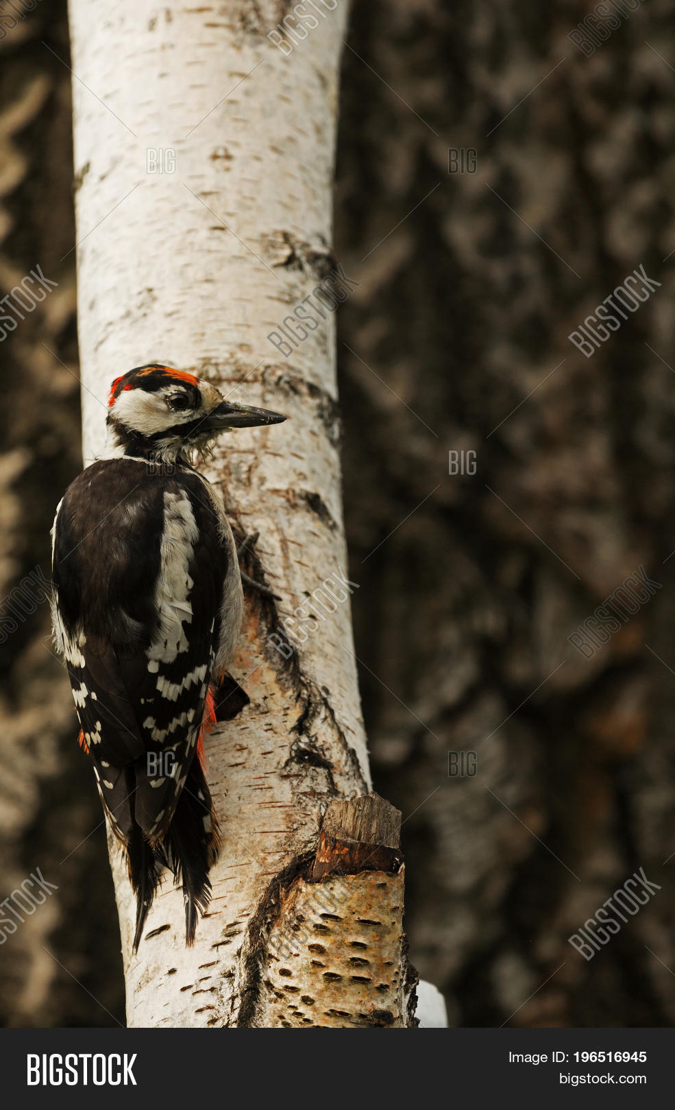 Young Greater Spotted Image & Photo (Free Trial) | Bigstock