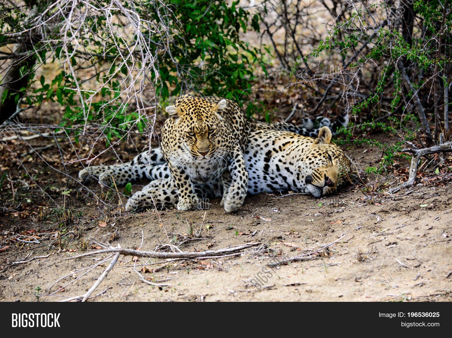 Female Leopard Image & Photo (Free Trial) | Bigstock