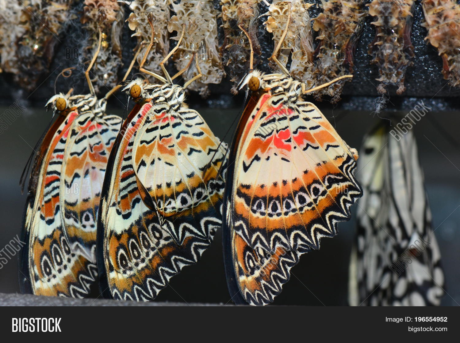 Lacewing Butterflies Image & Photo (Free Trial) | Bigstock