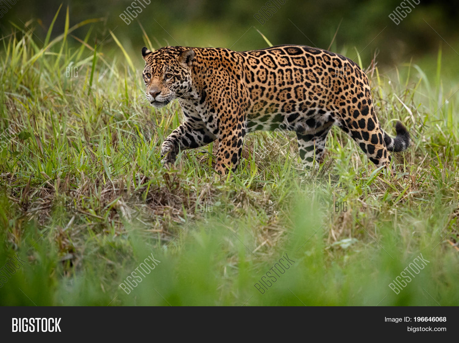 American Jaguar Nature Image & Photo (Free Trial) | Bigstock
