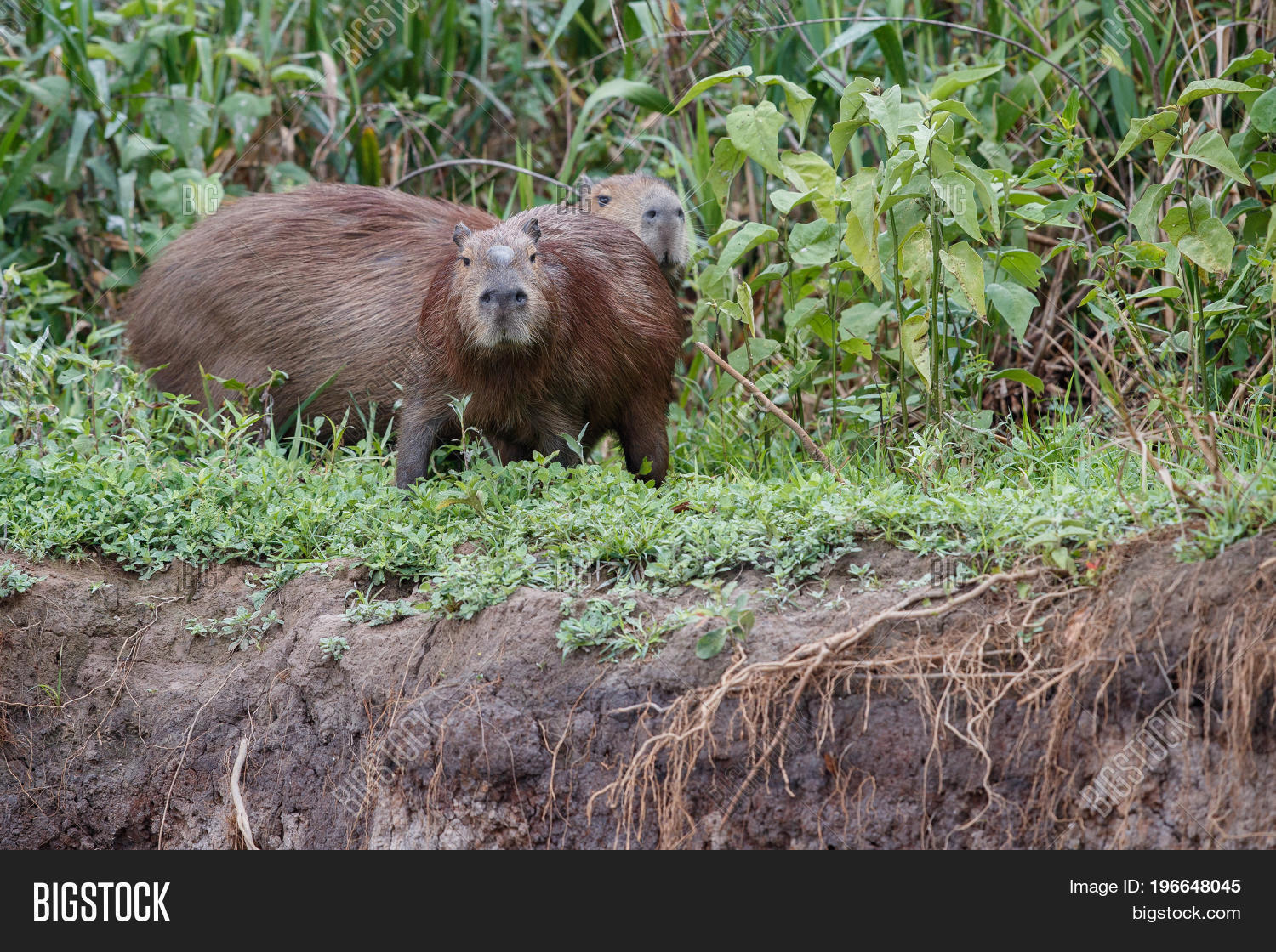 Capybara Nature Image & Photo (Free Trial) | Bigstock