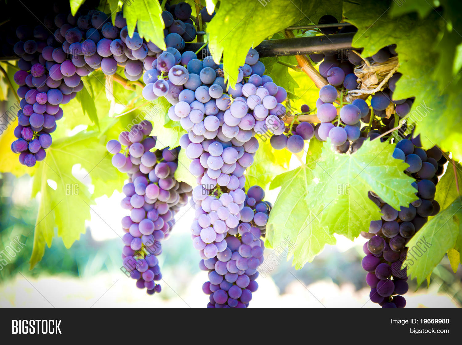 Red Wine Vineyard Image & Photo (Free Trial) | Bigstock