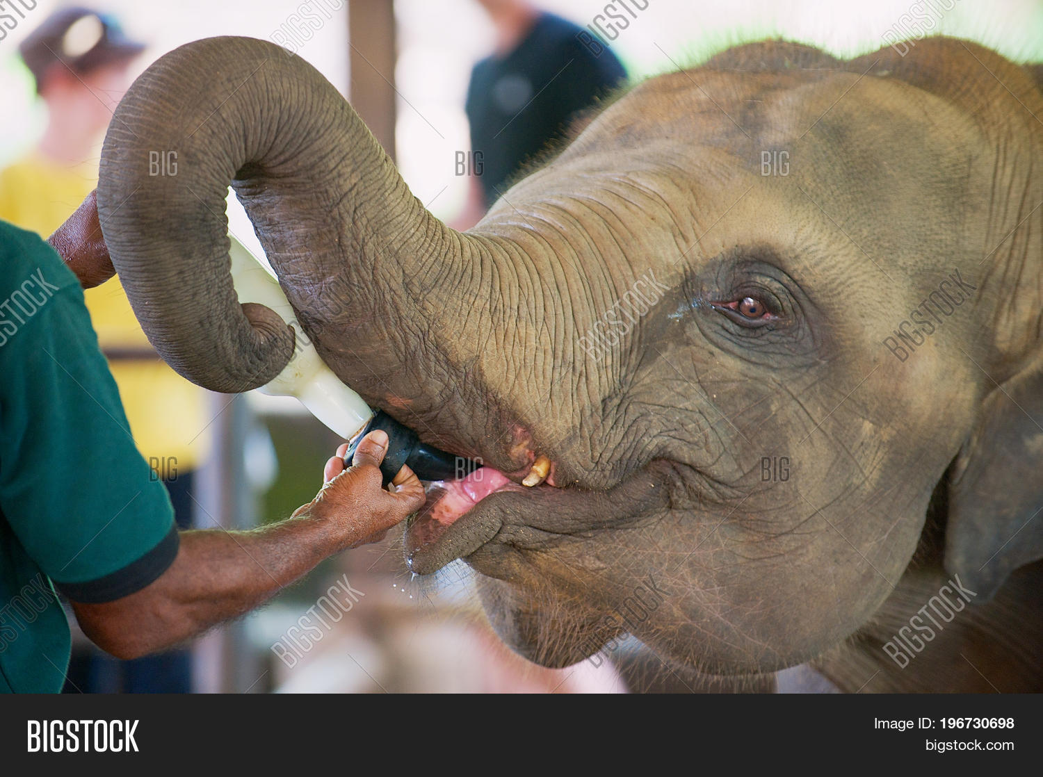 Baby Elephant Feeding Image & Photo (Free Trial) | Bigstock