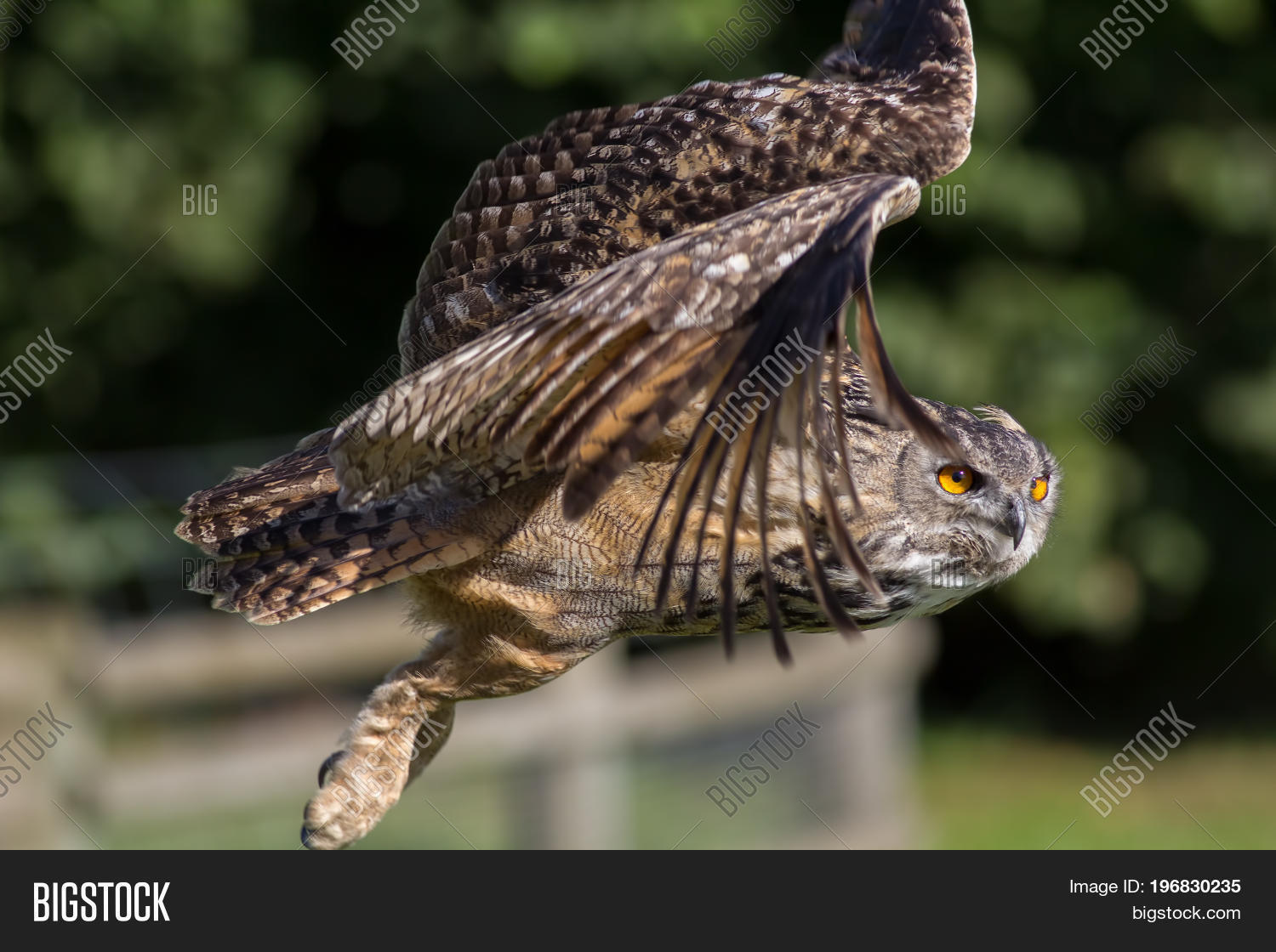 Owl Flying. Side View Image & Photo (Free Trial) | Bigstock