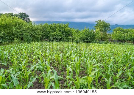 Small Corn Field Image & Photo (Free Trial) | Bigstock