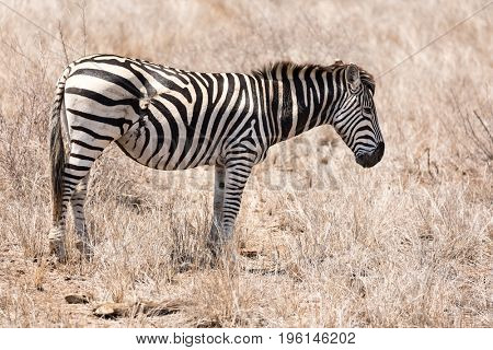 Zebra Healed Scar On Image & Photo (Free Trial) | Bigstock