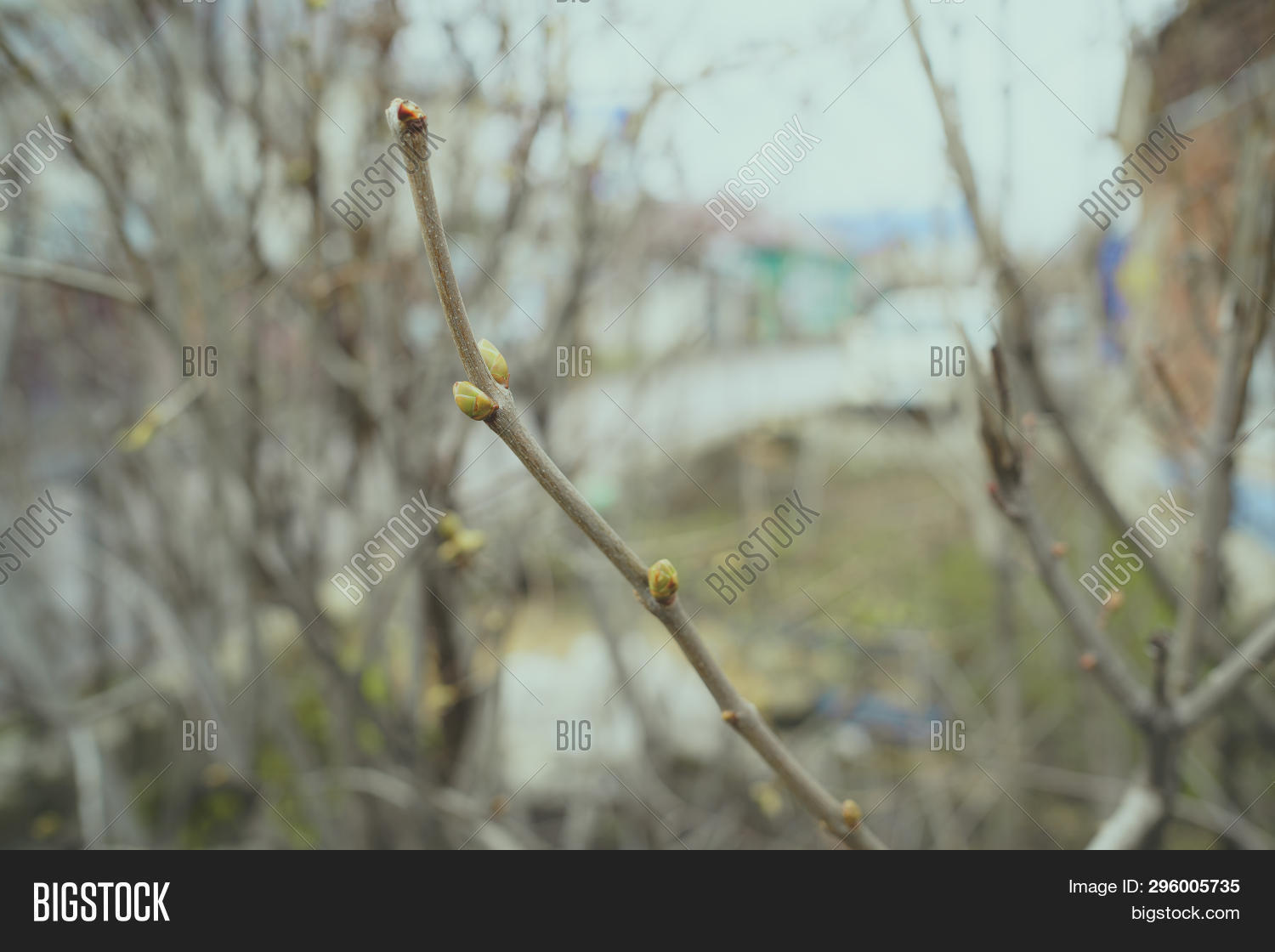 Tree Branch Tiny Buds Image & Photo (Free Trial) | Bigstock