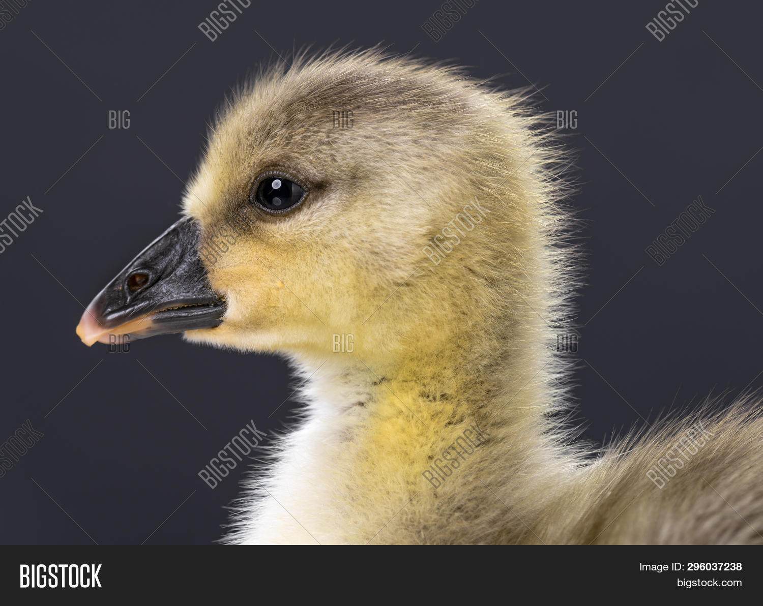 Portrait Cute Little Image & Photo (Free Trial) | Bigstock