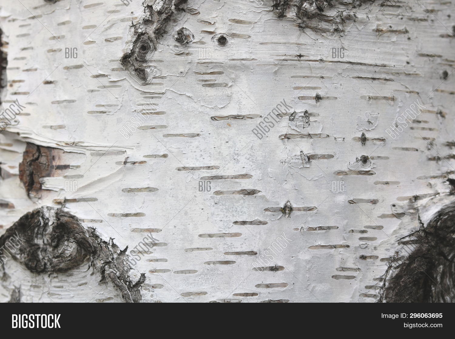 Pattern Birch Bark Image & Photo (Free Trial) | Bigstock