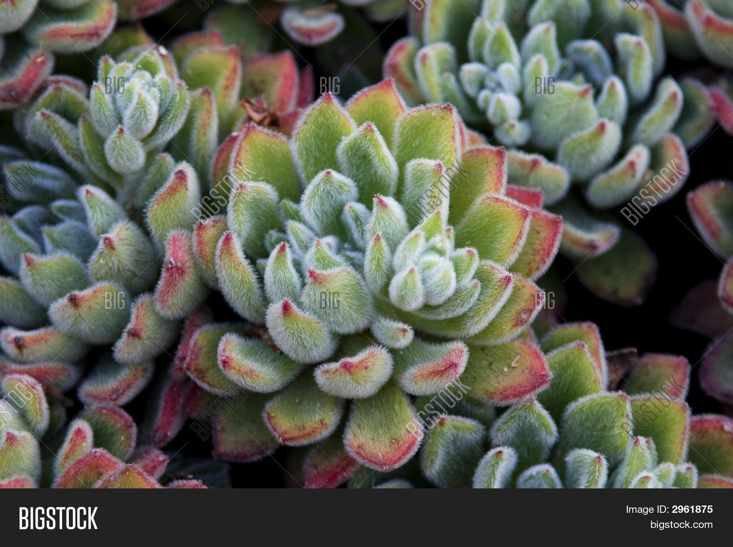 Fuzzy Succulent Plant Image & Photo (Free Trial) | Bigstock