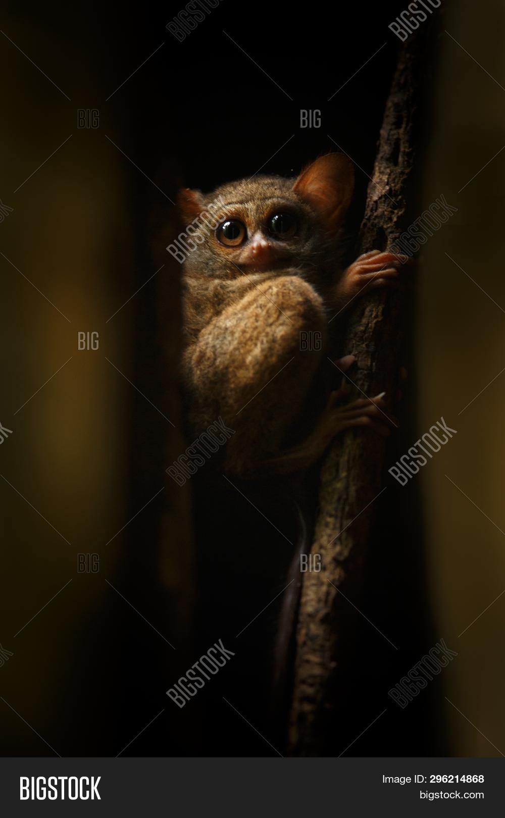 Spectral Tarsier, Image & Photo (Free Trial) | Bigstock