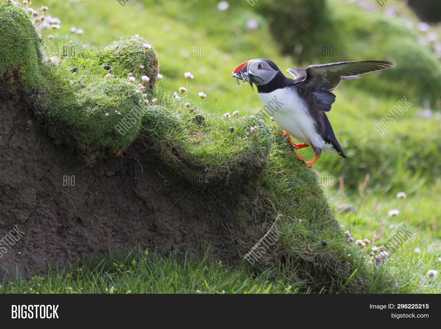 Puffin Bringing Fish Image & Photo (Free Trial) | Bigstock