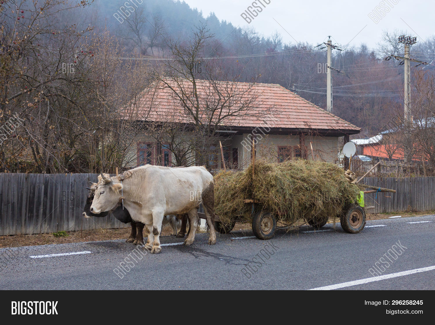 Oxen Pulling Cart Image & Photo (Free Trial) | Bigstock
