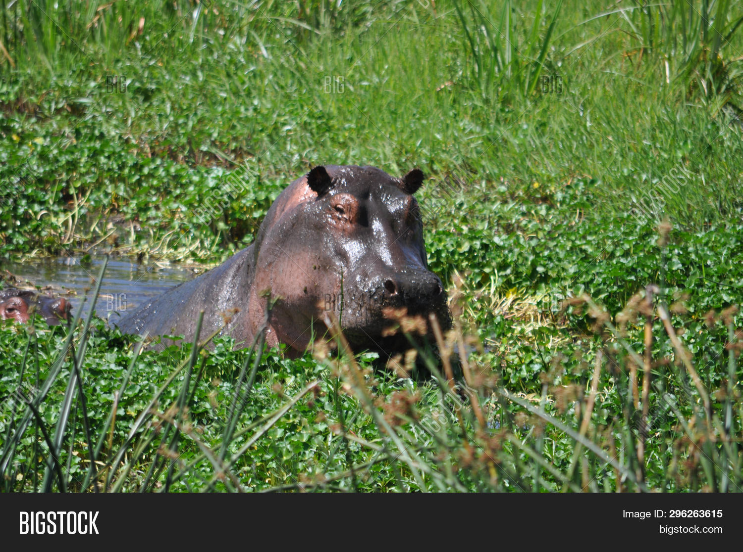 Hippo Swamp Ngorongoro Image & Photo (Free Trial) | Bigstock