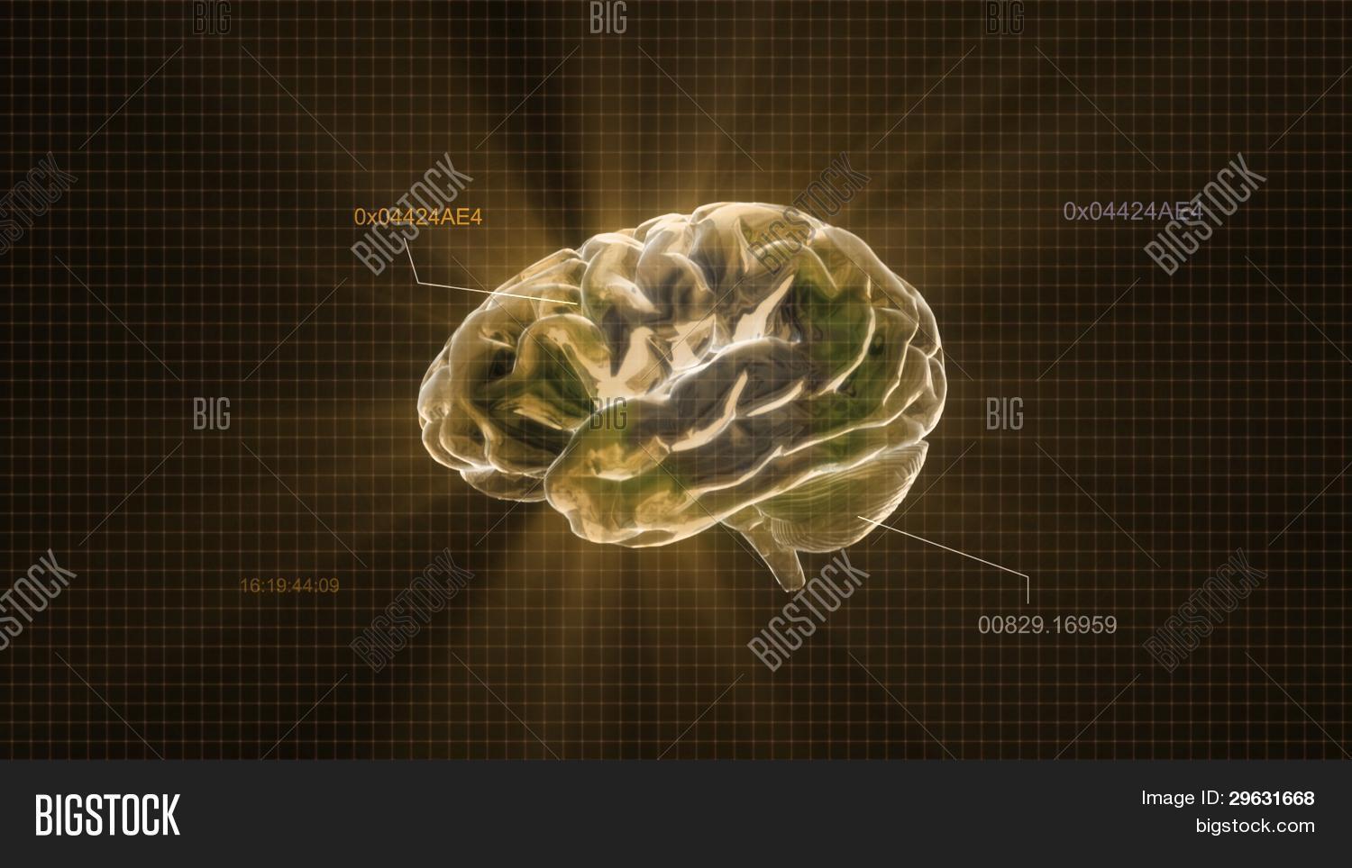 Gold Crystal Brain Image & Photo (Free Trial) | Bigstock