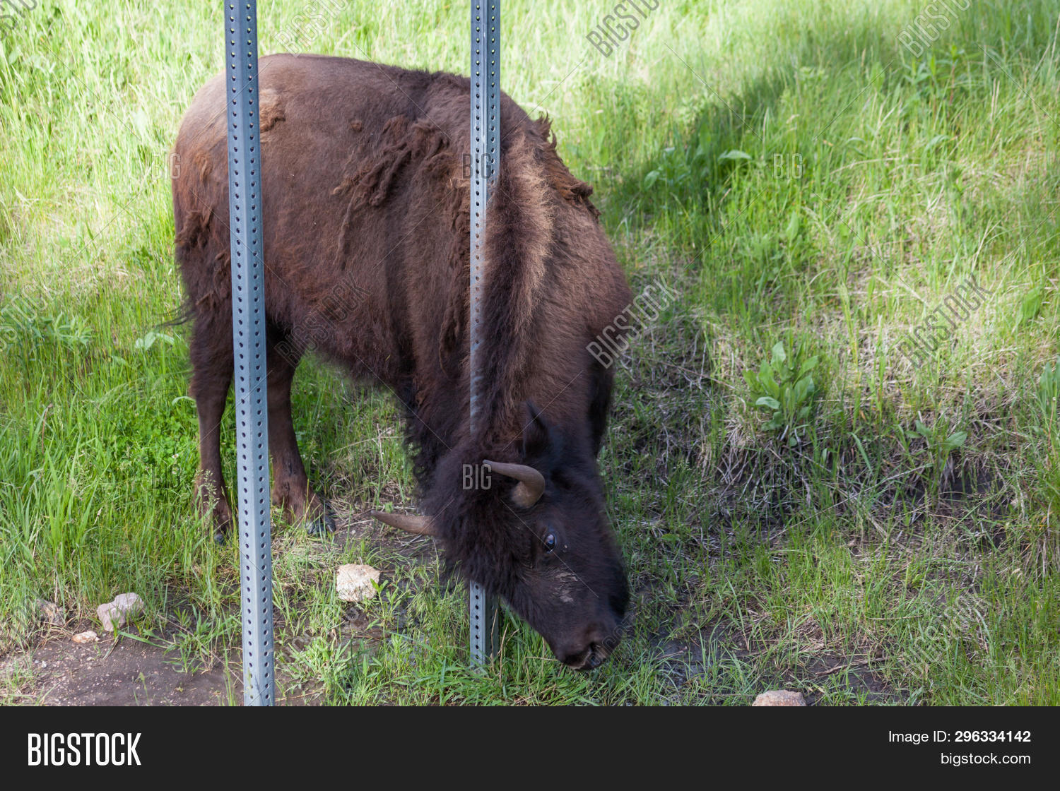 Young Bison Scratching Image & Photo (Free Trial) | Bigstock