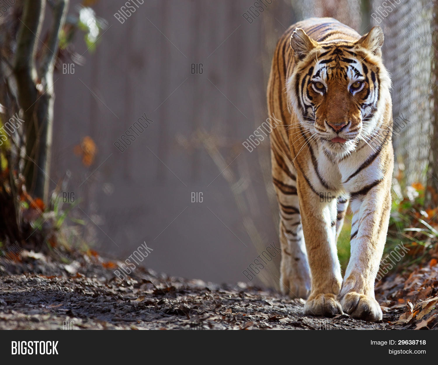 Bengal Tiger Prowling Image & Photo (Free Trial) | Bigstock