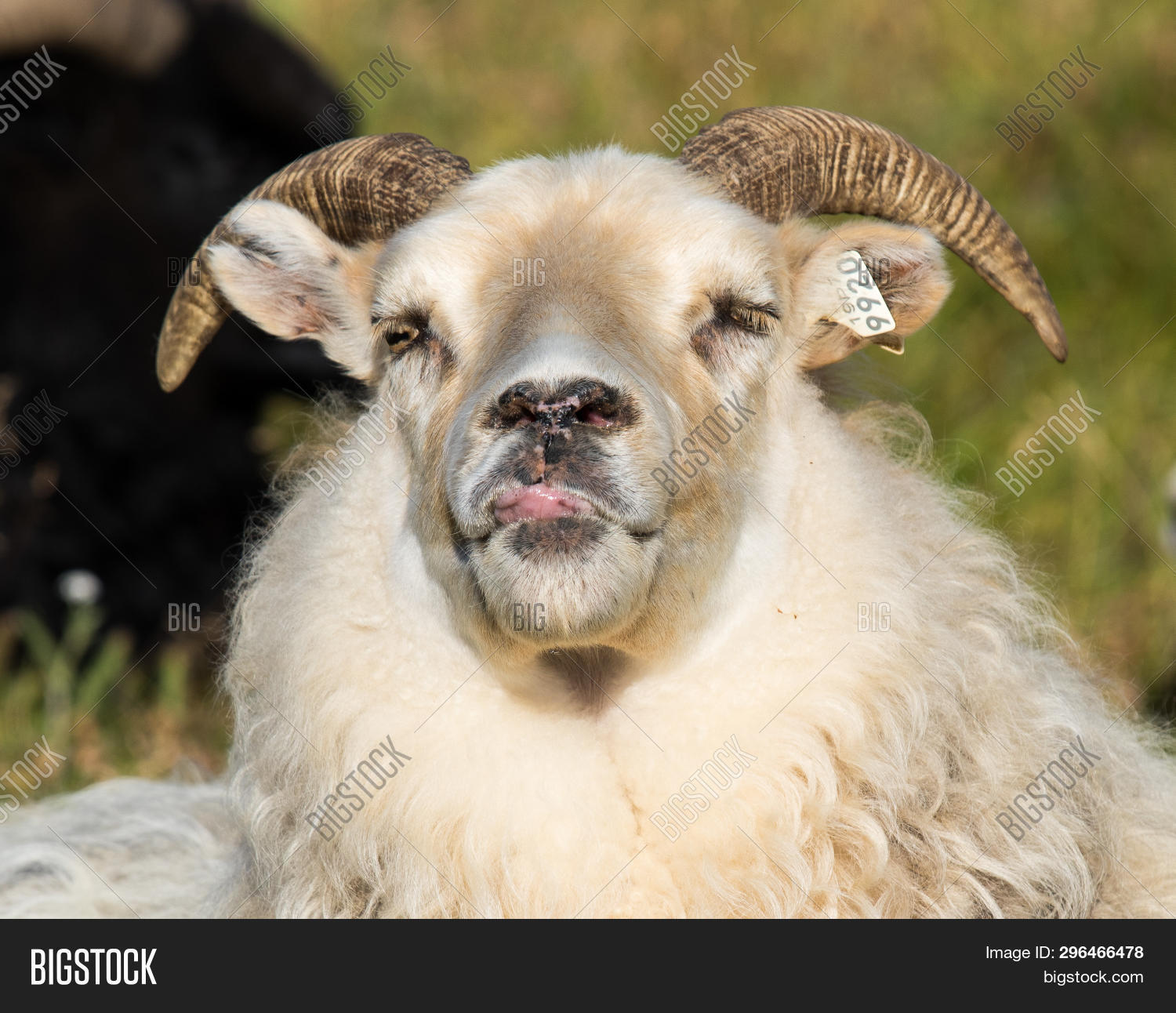 Cute Big White Ram Image & Photo (Free Trial) | Bigstock