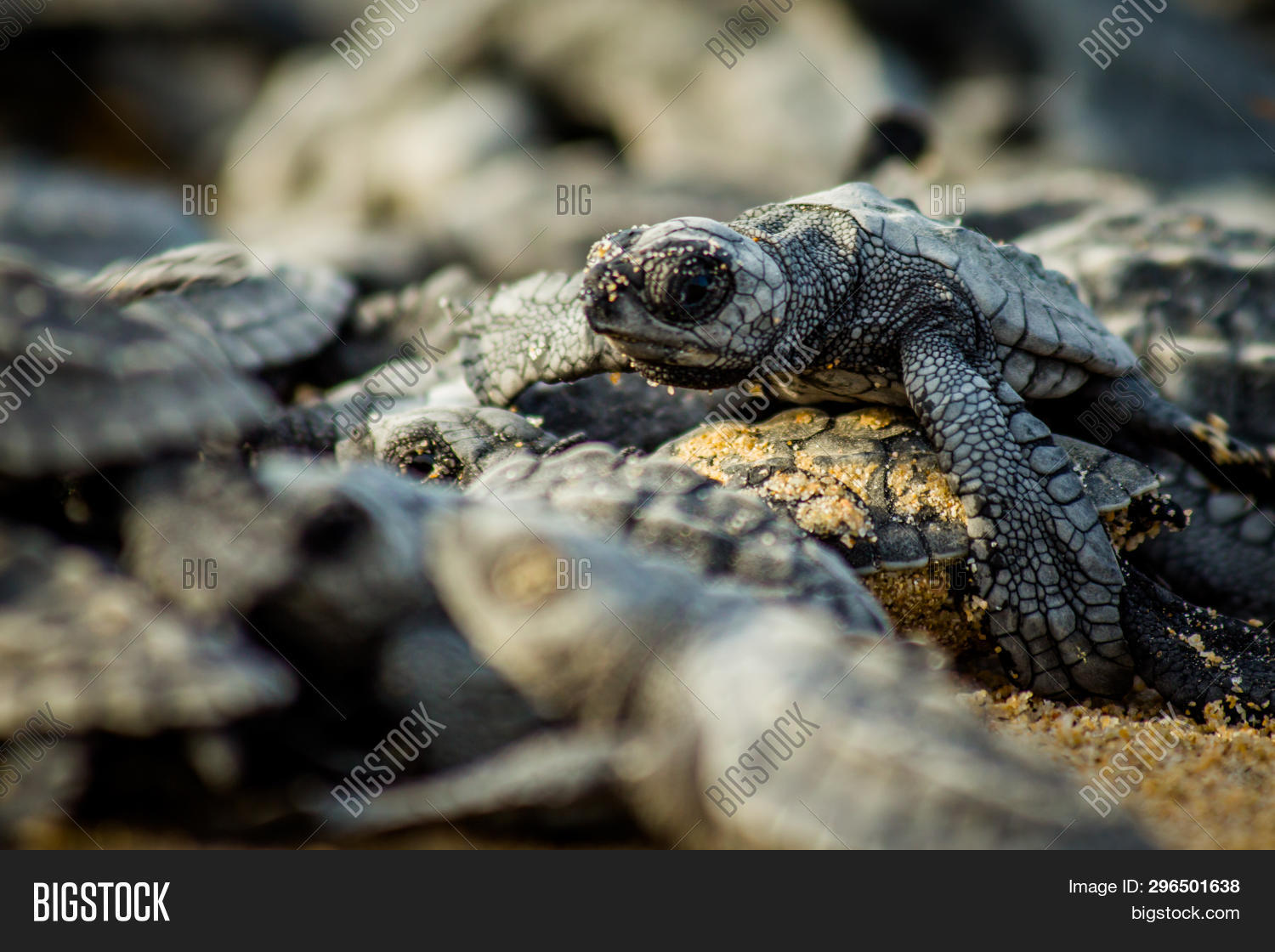 Baby Hatchling Sea Image & Photo (Free Trial) | Bigstock