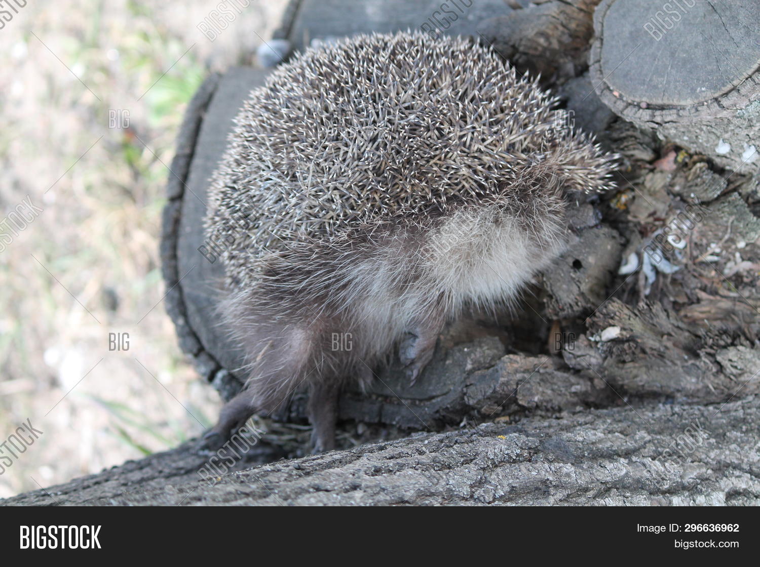 Pricky Young Hedgehog Image & Photo (Free Trial) | Bigstock