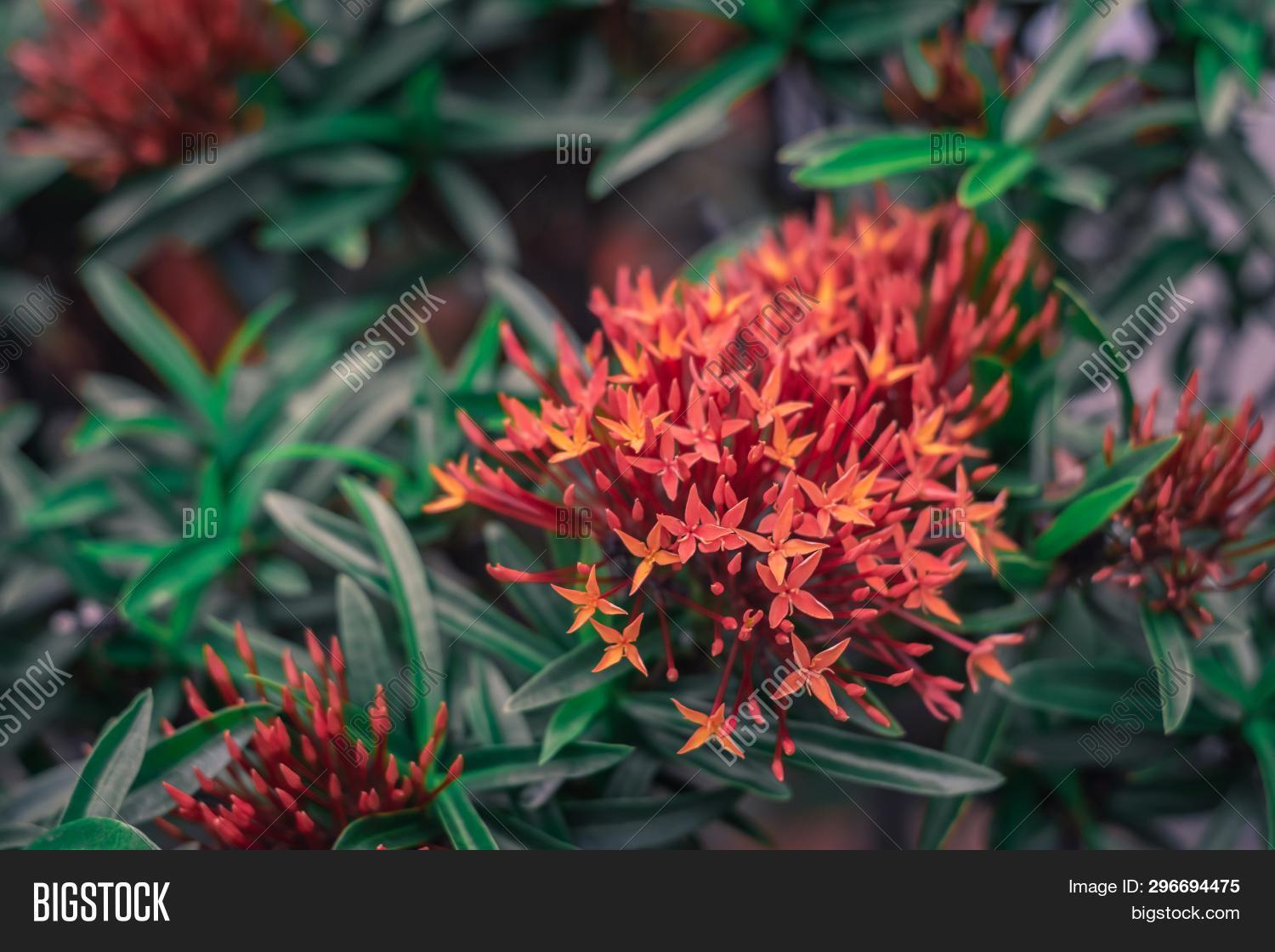 Spike Flower Flower Image & Photo (Free Trial) | Bigstock
