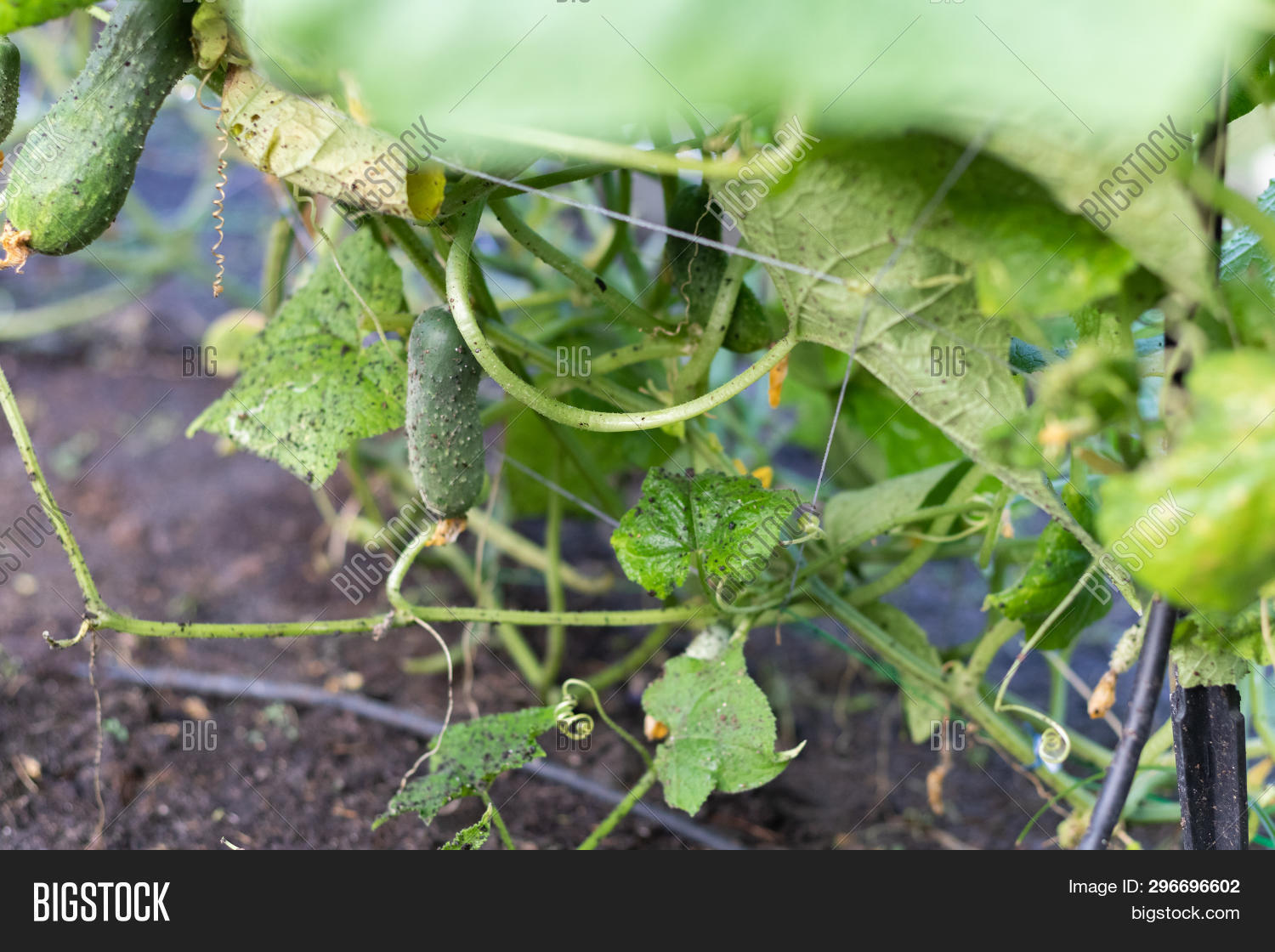 Thai Egg Plant Solanum Image & Photo (Free Trial) | Bigstock