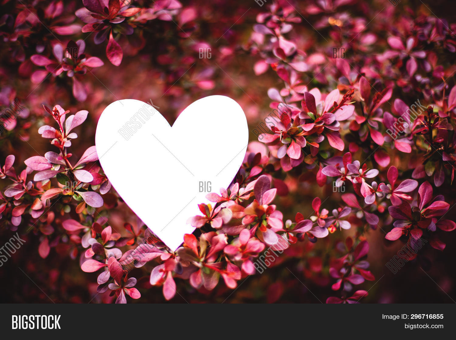 Empty Heart Shaped Image & Photo (Free Trial) | Bigstock