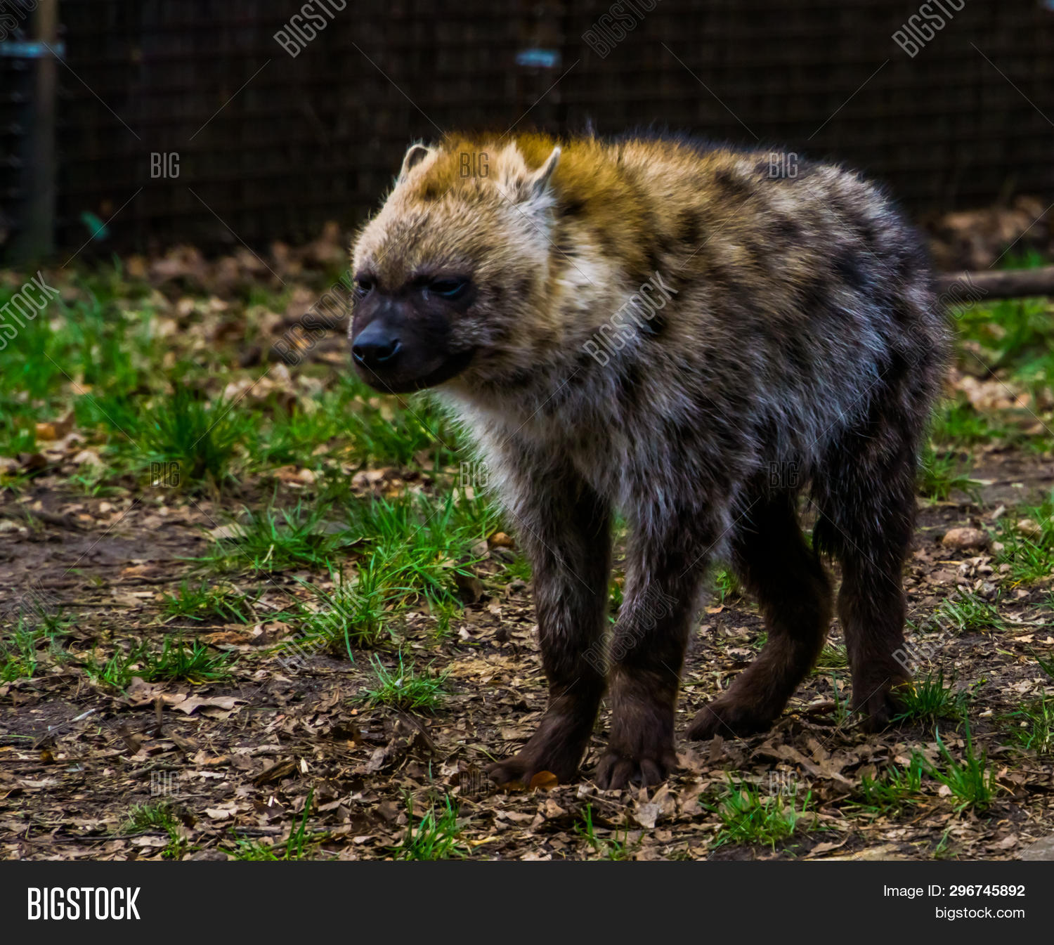 Closeup Spotted Hyena Image & Photo (Free Trial) | Bigstock