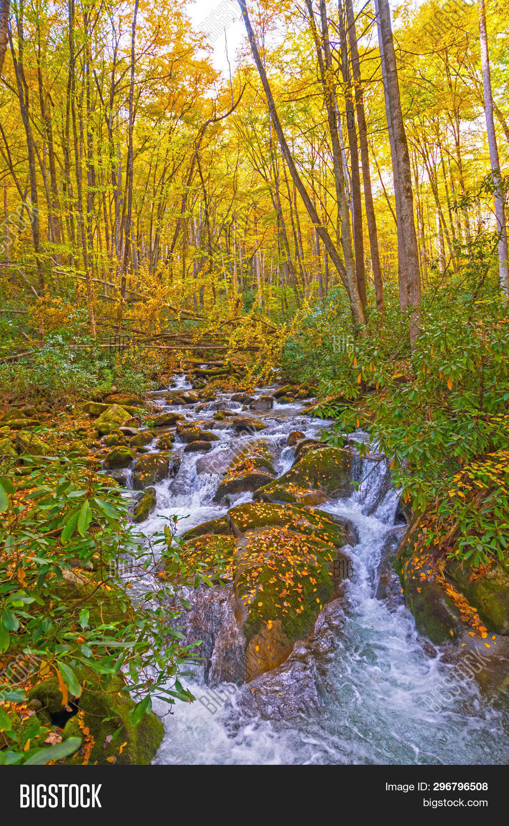 Rushing Stream Running Image & Photo (Free Trial) | Bigstock