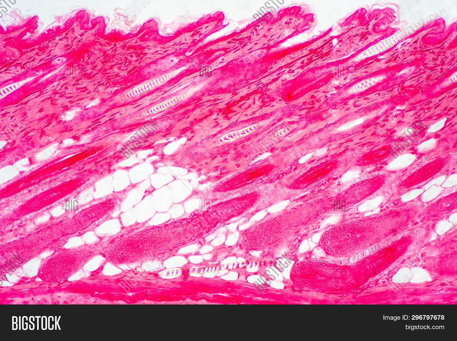 Cross Section Human Image & Photo (Free Trial) | Bigstock