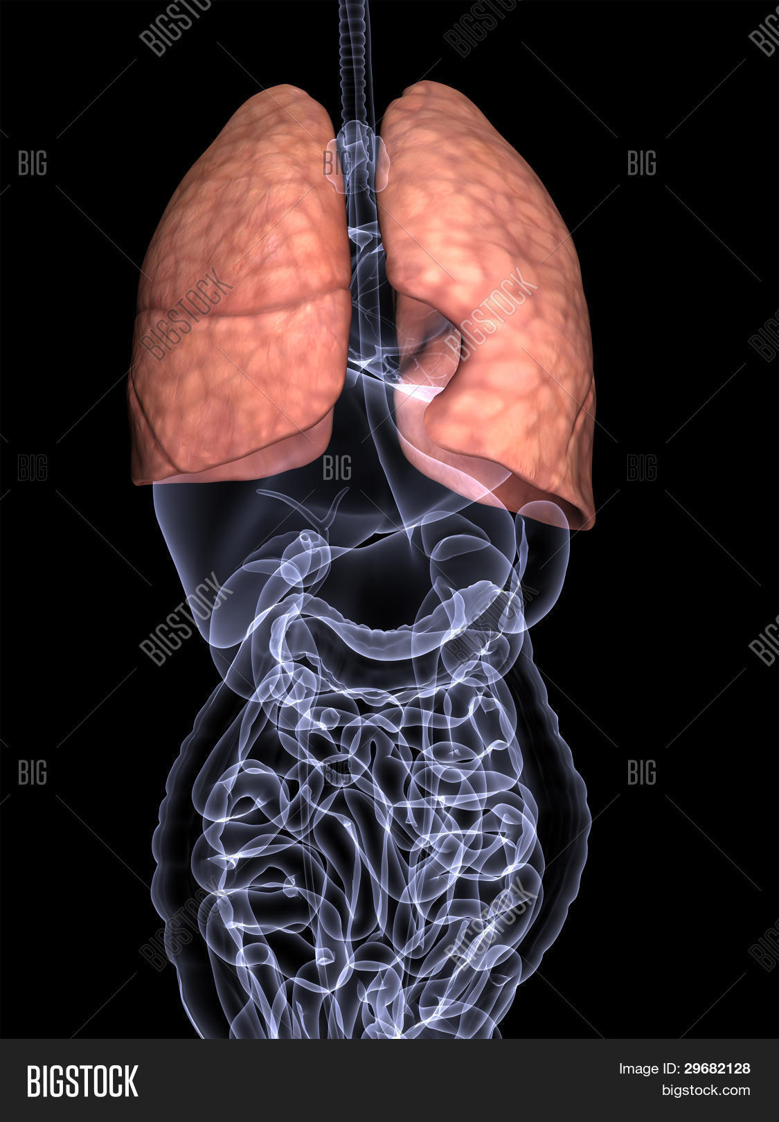 Internal Organs X-ray Image & Photo (Free Trial) | Bigstock