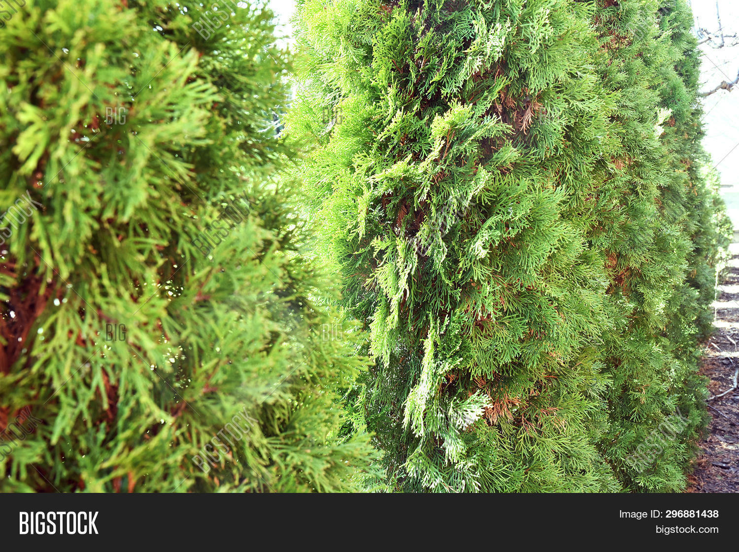 Green Hedge Thuja Image & Photo (Free Trial) | Bigstock