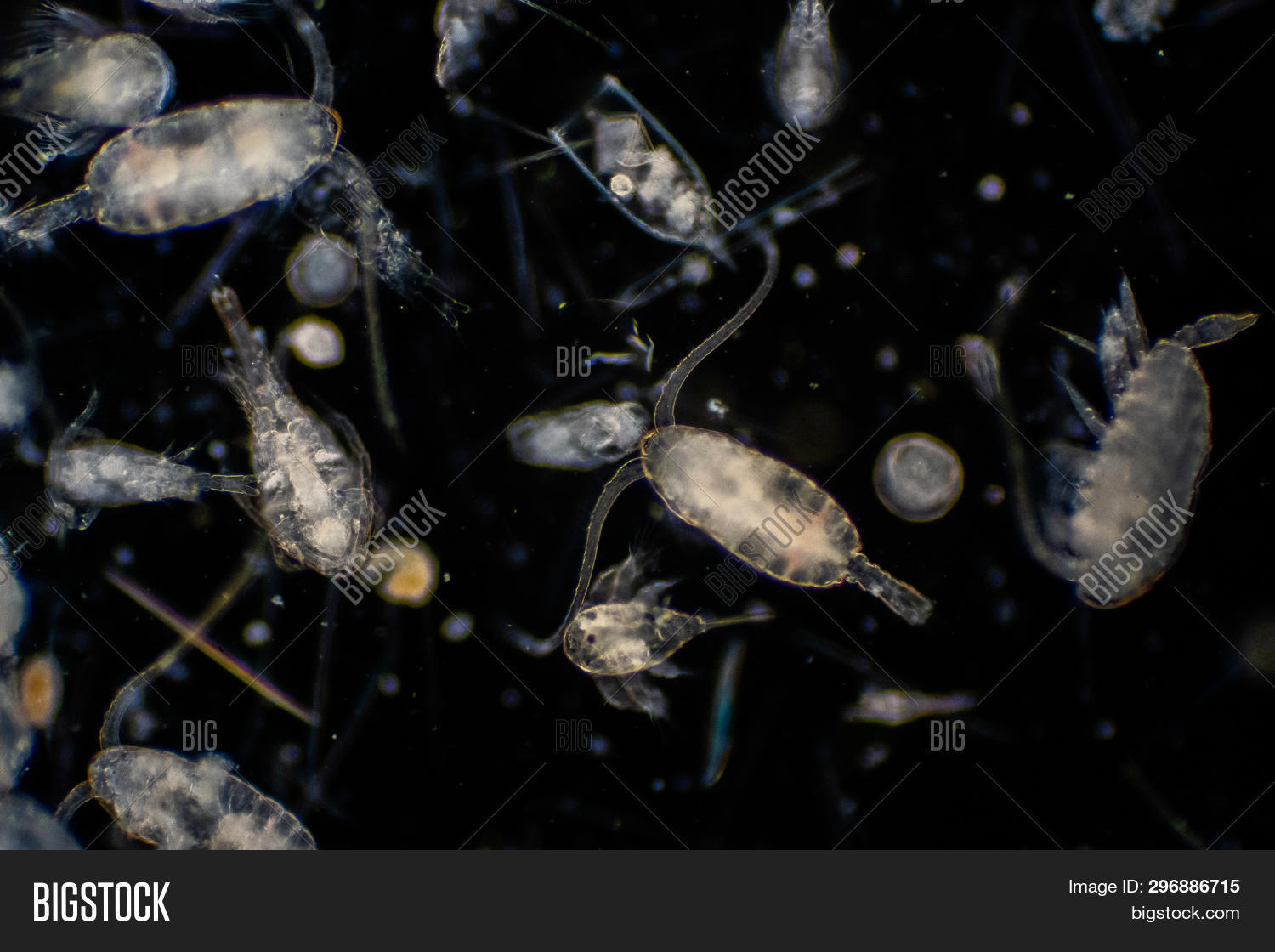 Plankton Organisms Image & Photo (Free Trial) | Bigstock