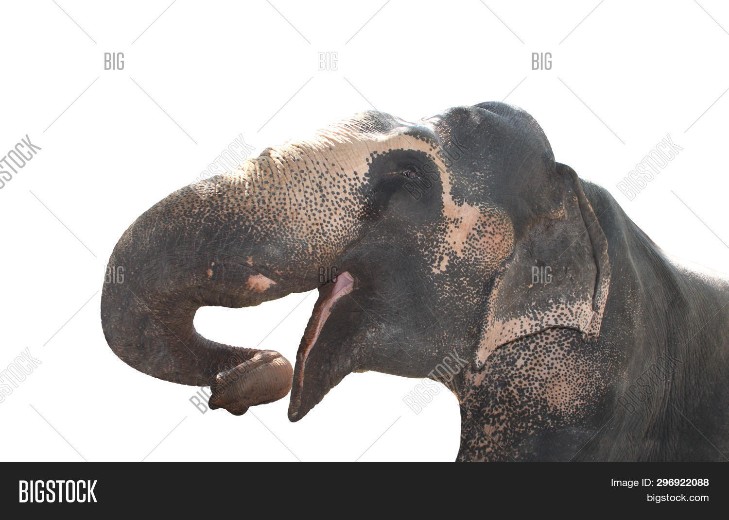 Close- Head Elephant ( Image & Photo (Free Trial) | Bigstock