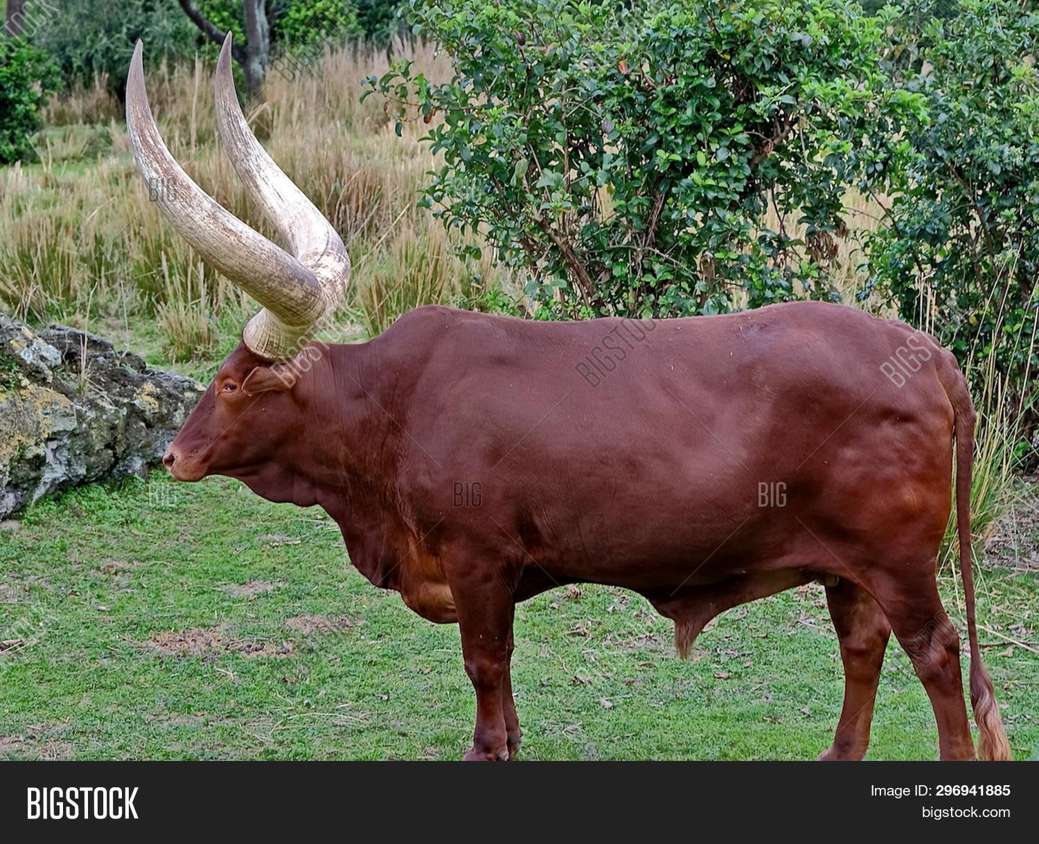 Watusi, Breed Cattle Image & Photo (Free Trial) | Bigstock