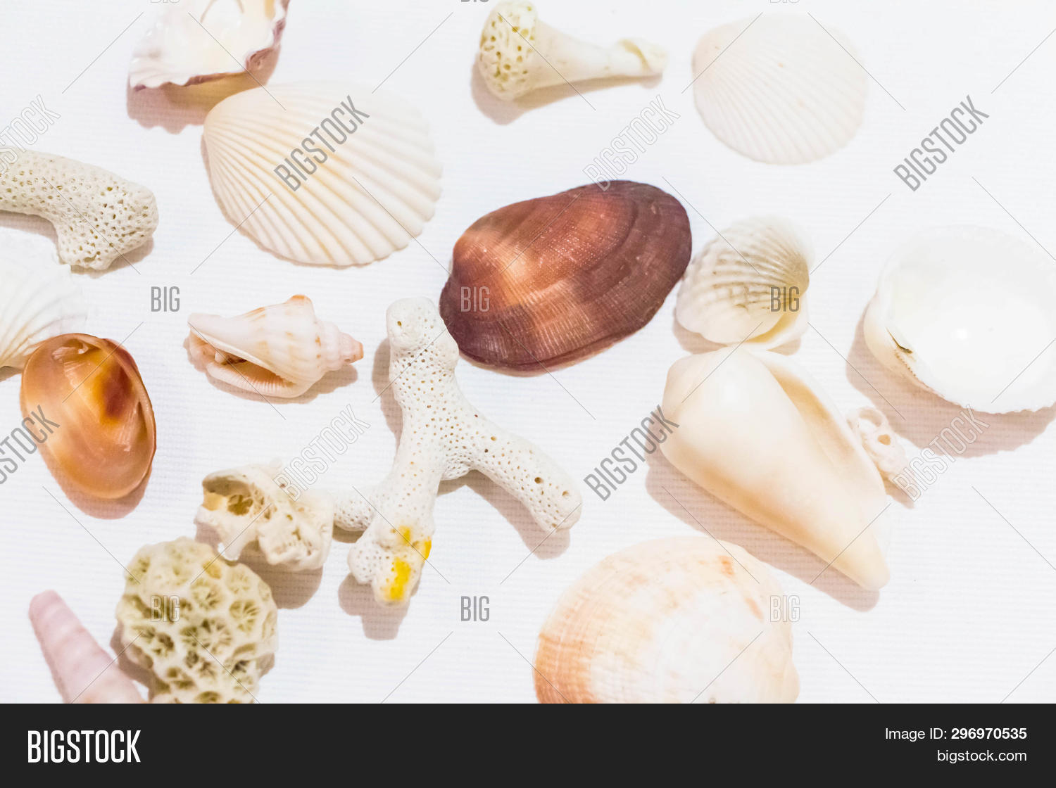 Seashell Coral Image & Photo (Free Trial) | Bigstock