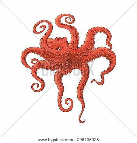 Red Octopus Swimming Vector & Photo (Free Trial) | Bigstock