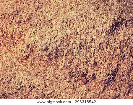 Rotten Old Grass Humus Image & Photo (Free Trial) | Bigstock