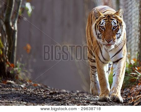 Bengal Tiger Prowling Image & Photo (Free Trial) | Bigstock