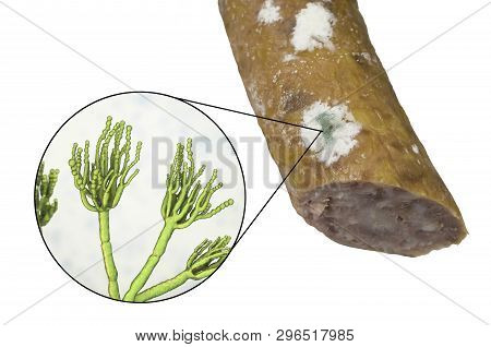 Colony Penicillium Image & Photo (Free Trial) | Bigstock