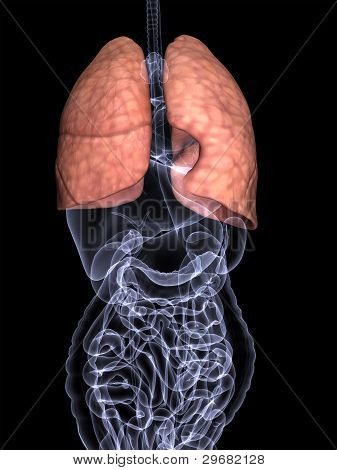 Internal Organs X-ray Image & Photo (Free Trial) | Bigstock