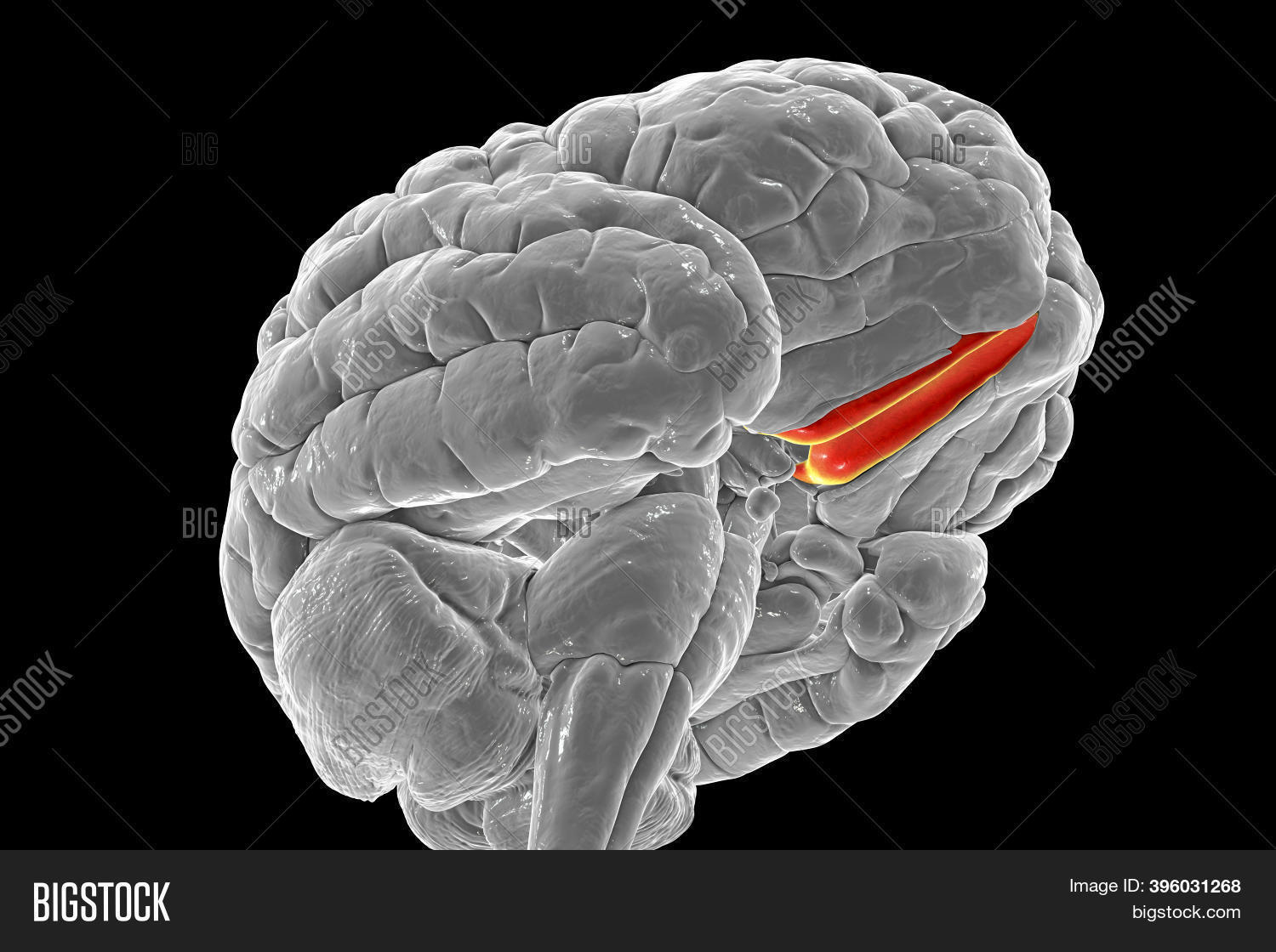 Human Brain Image & Photo (Free Trial) | Bigstock