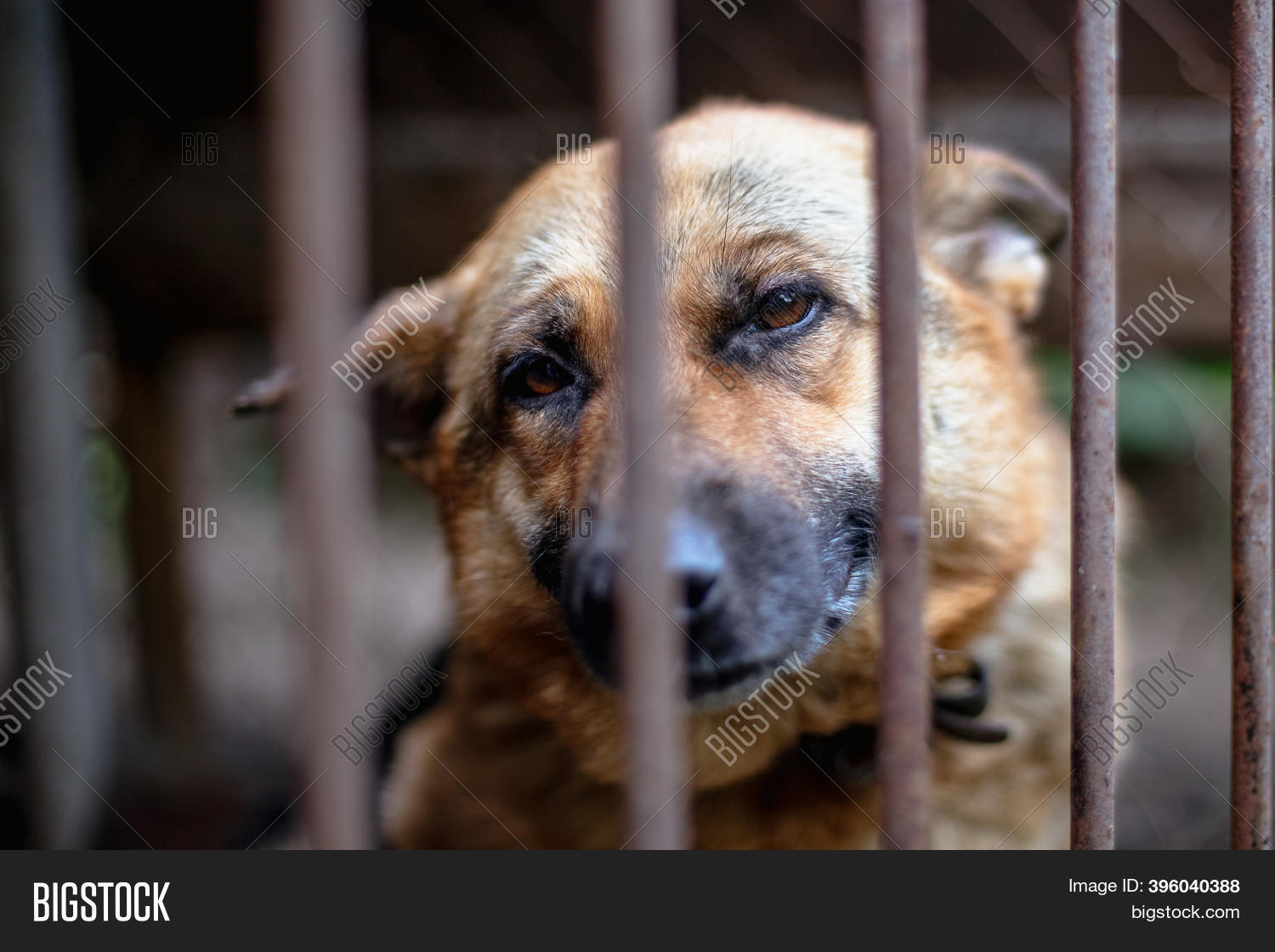 Big Sad Shepherd Old Image & Photo (Free Trial) | Bigstock