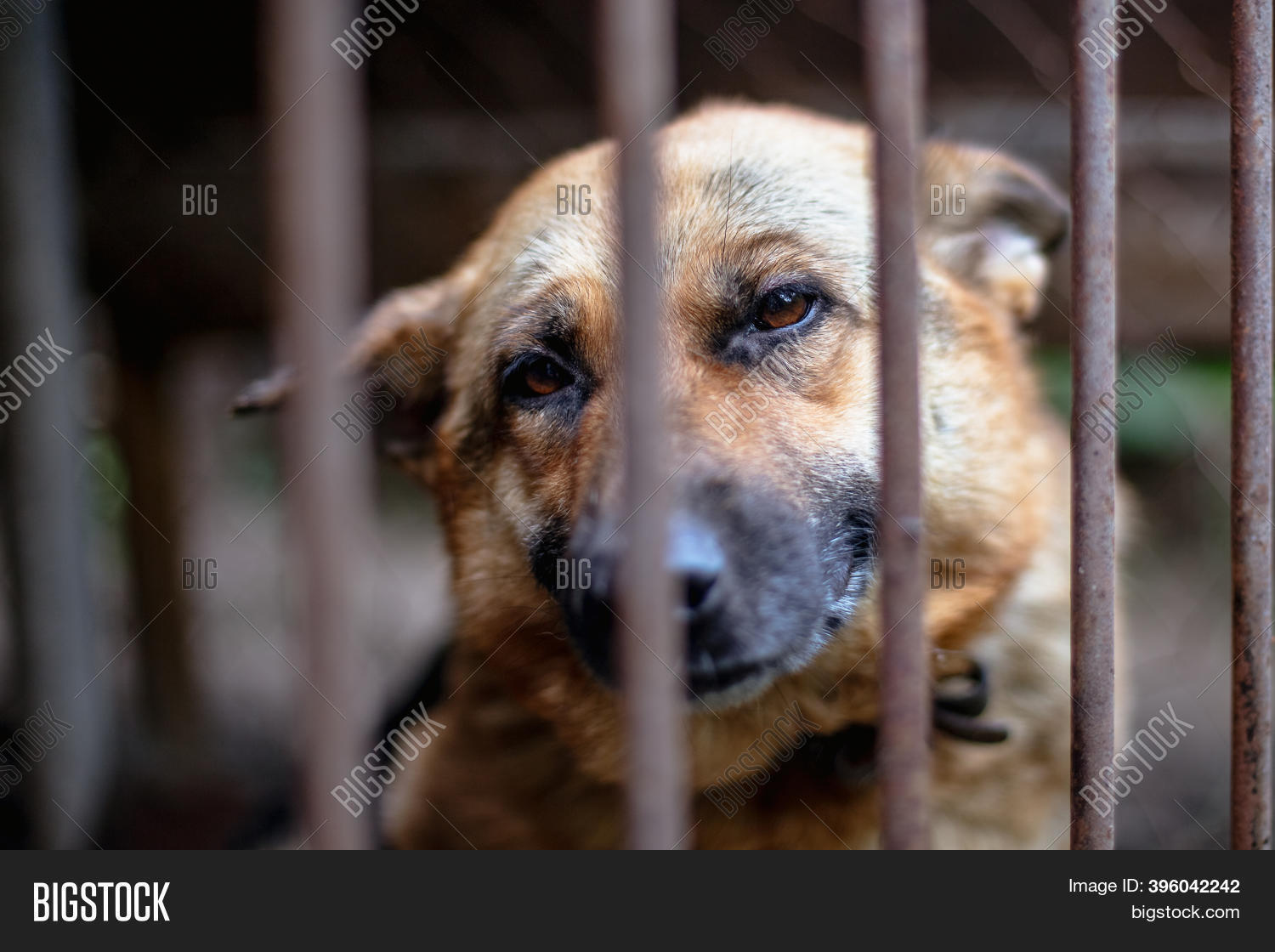 Big Sad Shepherd Old Image & Photo (Free Trial) | Bigstock