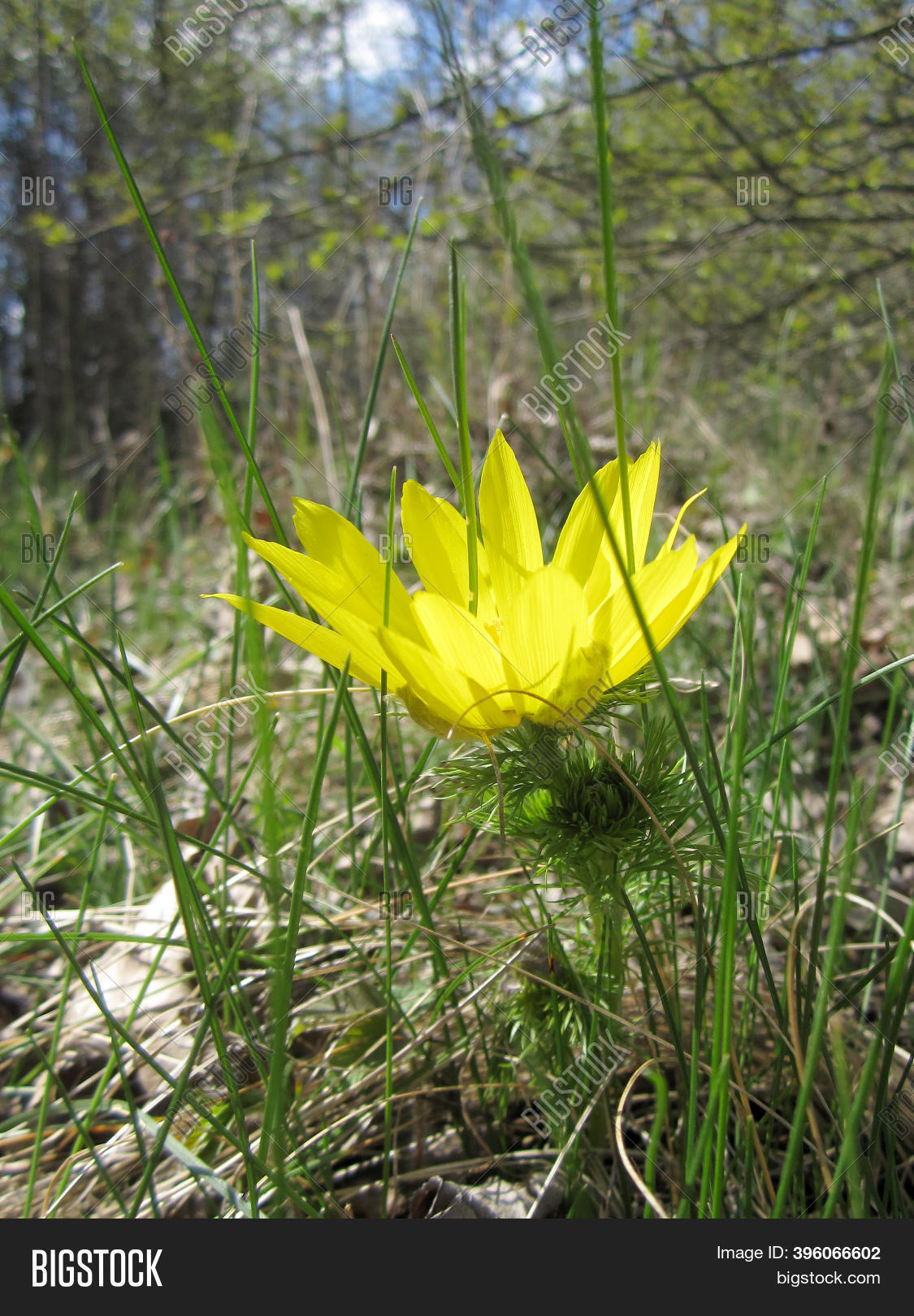Wild Flower Adonis Image & Photo (Free Trial) | Bigstock