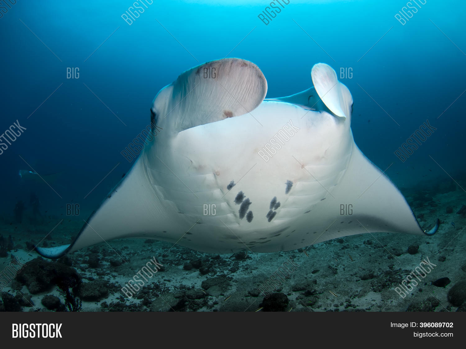 Manta Ray Cleaning Image & Photo (Free Trial) | Bigstock