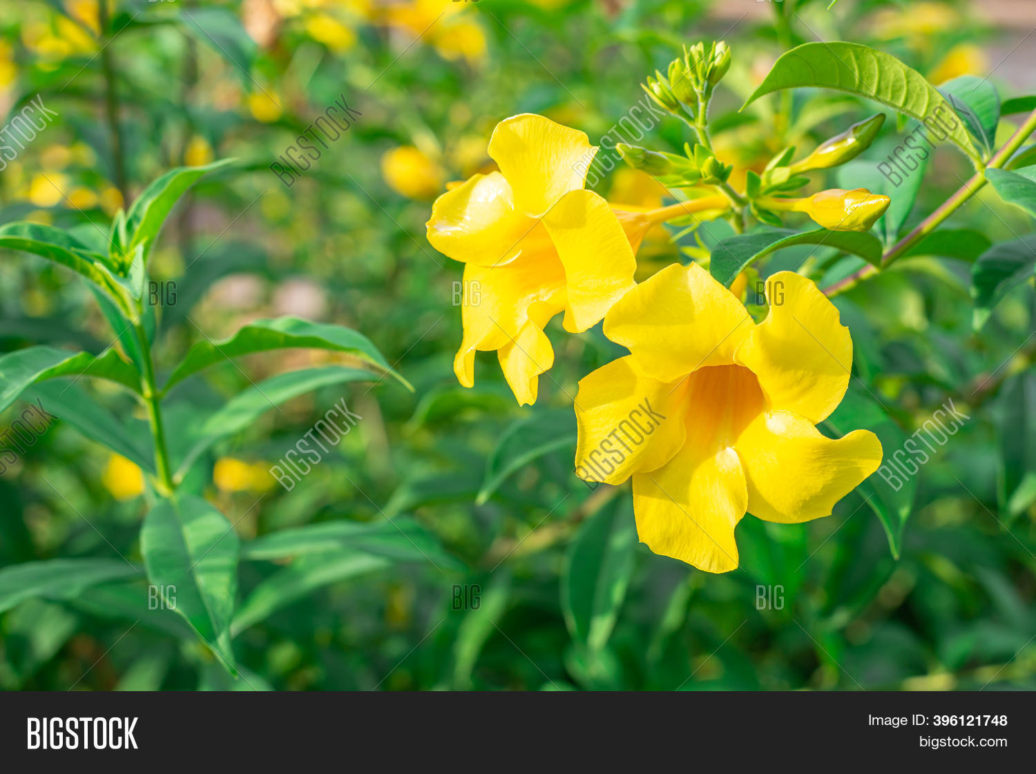 Caesalpinia Flower On Image & Photo (Free Trial) | Bigstock